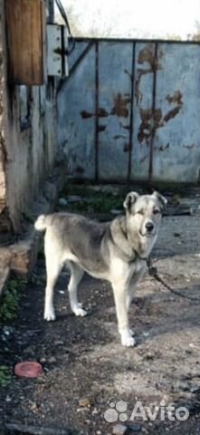Среднеазиатская овчарка Алабай