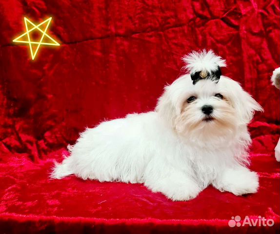 Шикарная девочка с документами