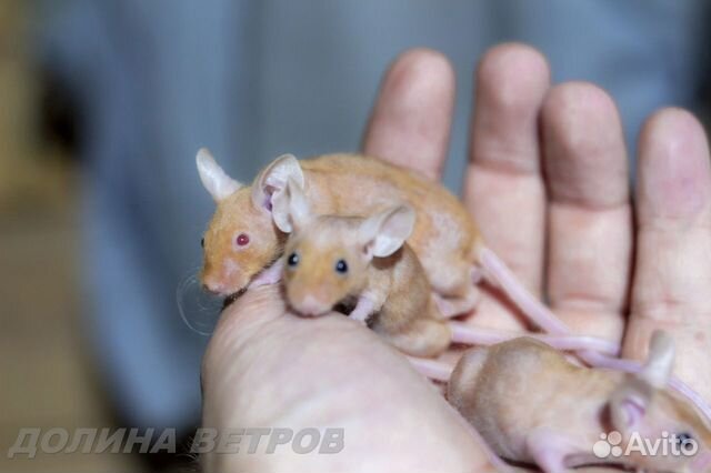 Нежные мышки бархатные