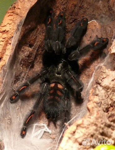 Паук Psalmopoeus irminia L10