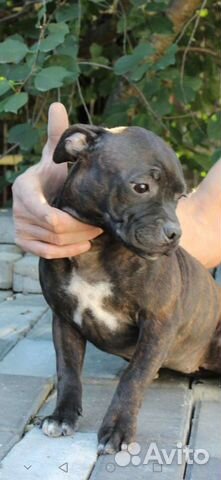 Собаки щенки породистые