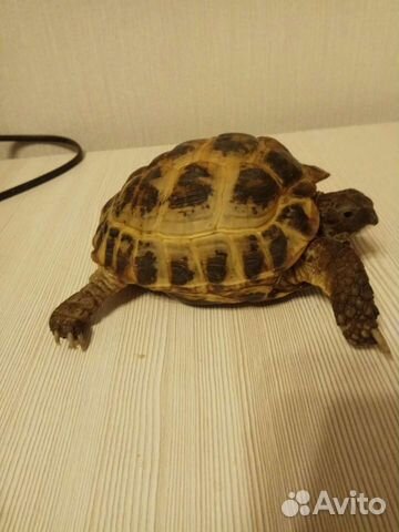 Черепаха сухопутная самка