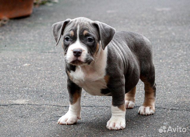 Щенок американского булли девочка голубой триколо