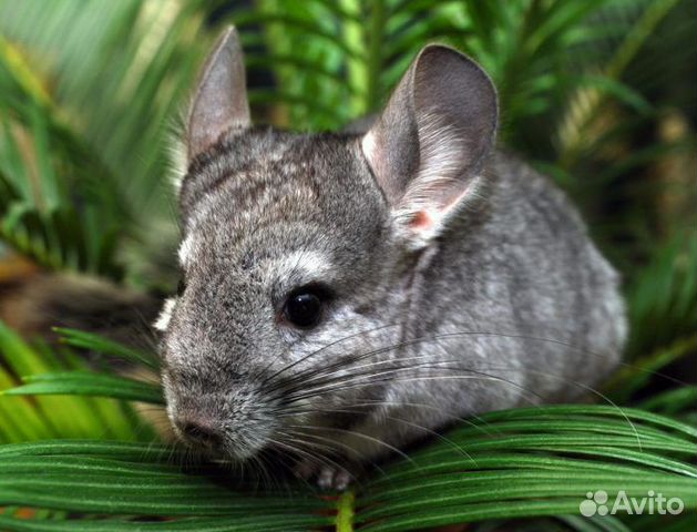 Малютки Шиншиллы