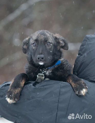 Щенок 4 мес. Черника в добрые руки