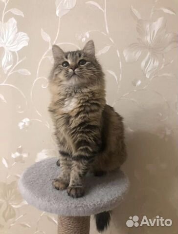 Кошка