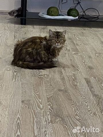 Британские котята