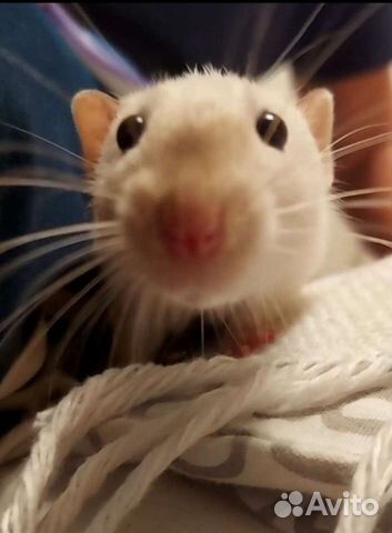 Крыса дамбо сиамская с клеткой