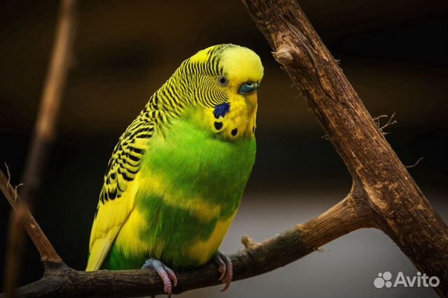 Волнистый попугай зеленый