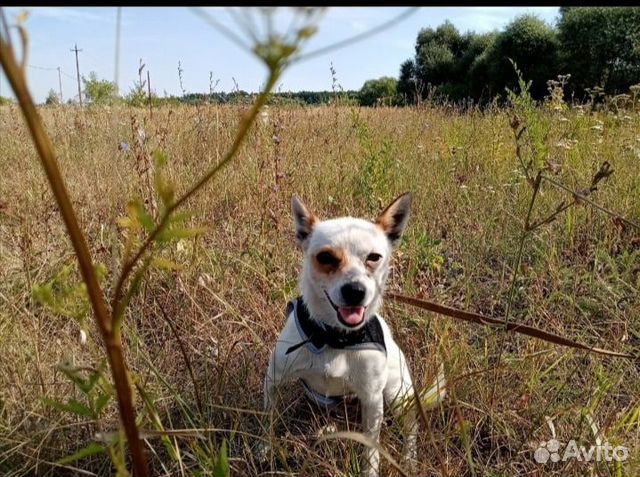 Чихуа помесная