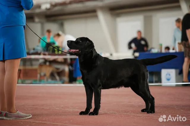 Лабрадор. Вязка