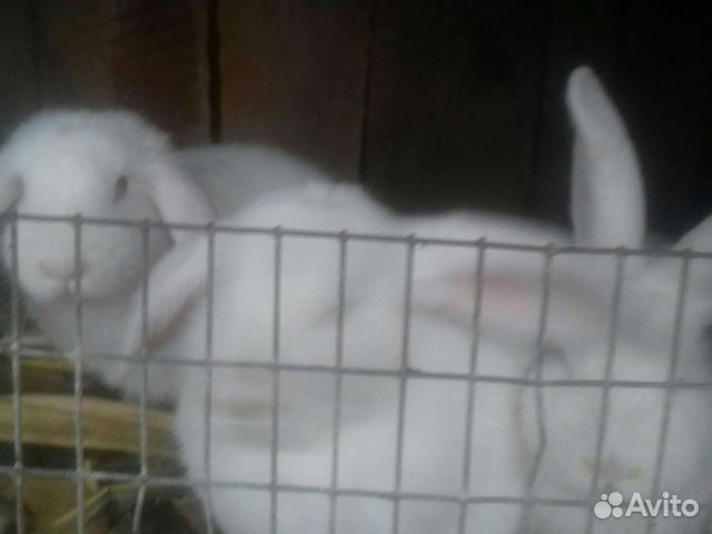 Кролики и индоутки