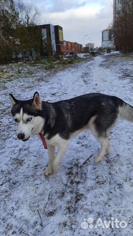 Сибирский хаски