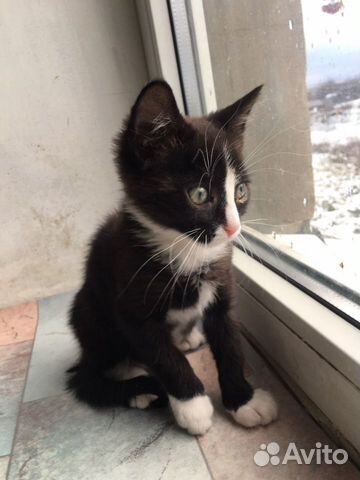 Котенок