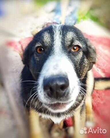 Жизнерадостный щенок в добрые руки