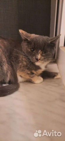 Котенок девочка в дар