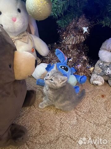 Продам кошечку