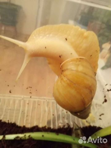 Улитки ахатины