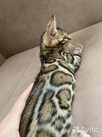 Бенгальские котята в разведение