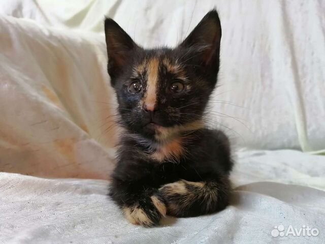 Озорной котёночек