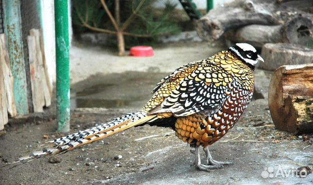 Королевский фазан