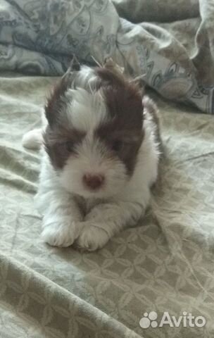 Няшки малыши