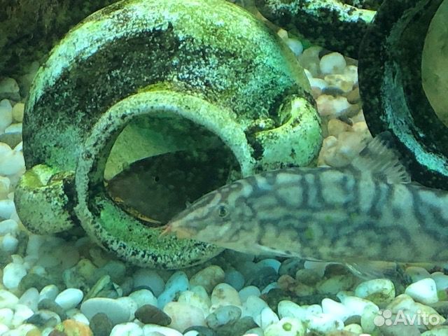 Боция мраморная