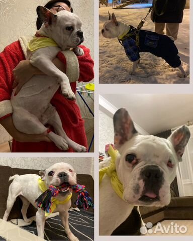 Фоанцузский бульдог