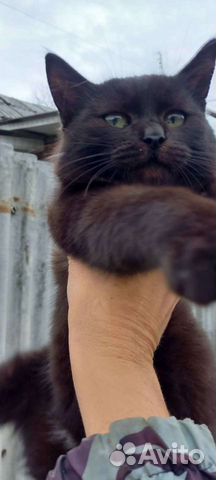 Кошки