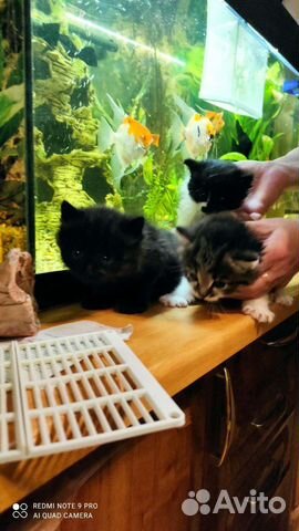 Кошки в добрые руки