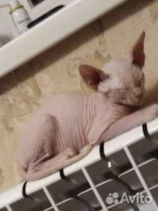 Продаю кота