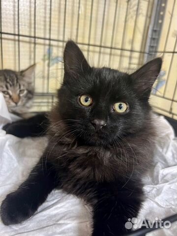 Котенок Тимоша 3 мес