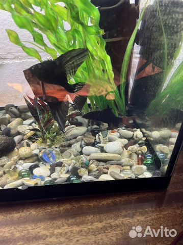 Скалярия и лабео