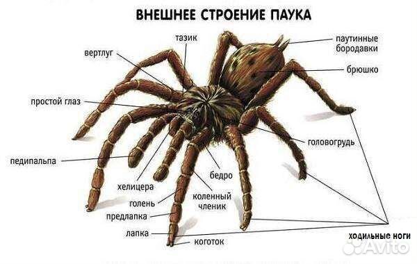 Паук птицеед