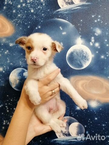 Шенки 2 месяца