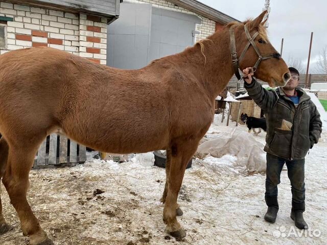 Лошадь