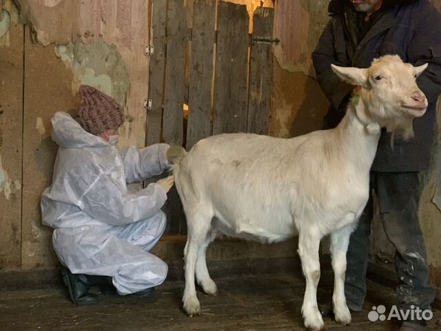 Коза зааненская чистопородная