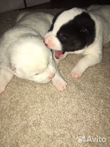 Среднеазиатская овчарка алабай