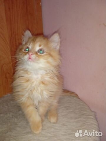 Котенок в добрые руки