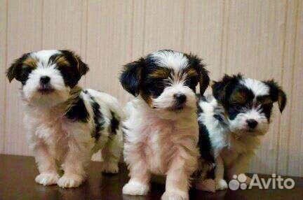 Бивер йорка детки