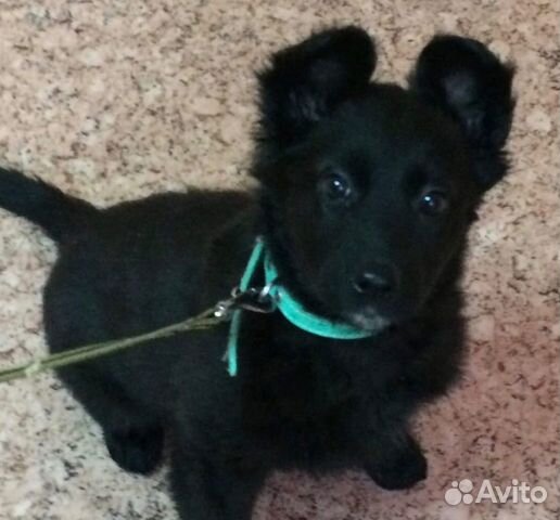 Габи ищет хозяина