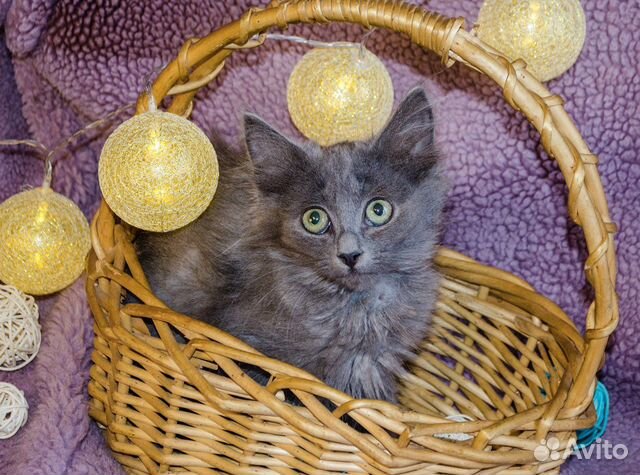 Пушистые дымчатые котята мальчик и девочка 2,5 мес
