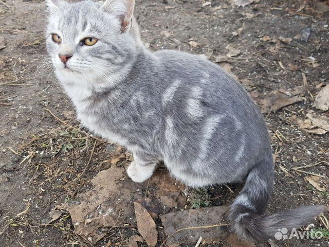 Кошечки в добрые руки