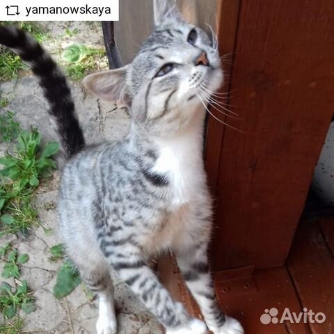 Замерзает на дачах ласкучий малыш