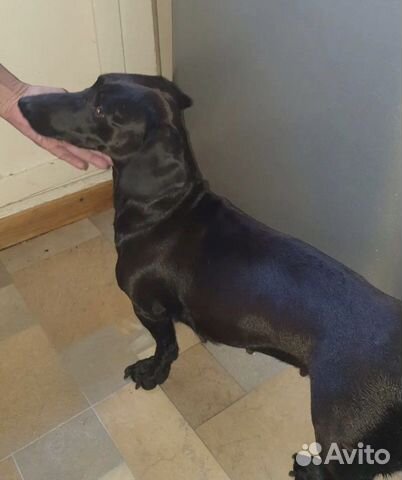 Такса потеряшка