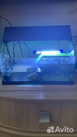 Черепаха с аквариумом