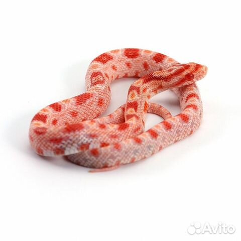 Змея полоз маисовый