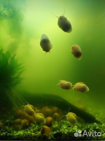 Отдам улиток-ампулярий