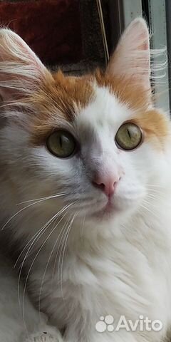 Обаятельный котик с идеальным характером