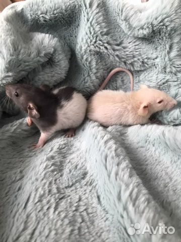 Крыса дамбо